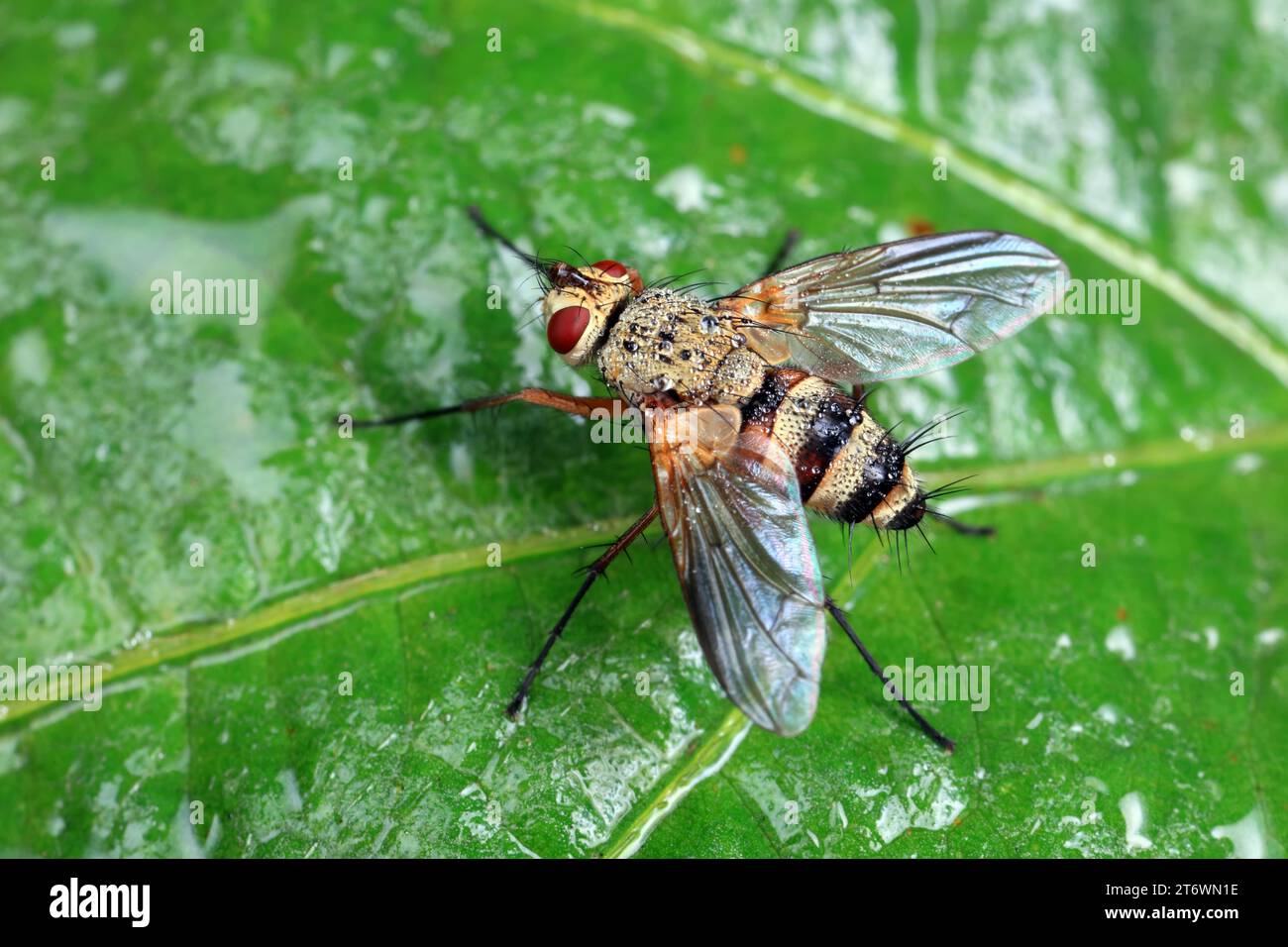 Flies on plants in the nature, North China Plain Stock Photo - Alamy