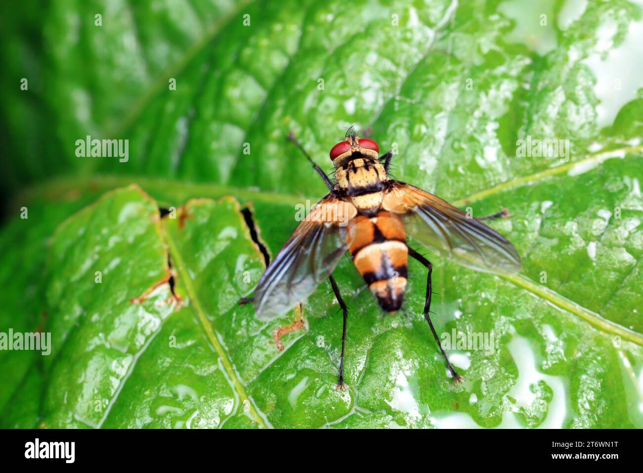 Flies on plants in the nature, North China Plain Stock Photo - Alamy