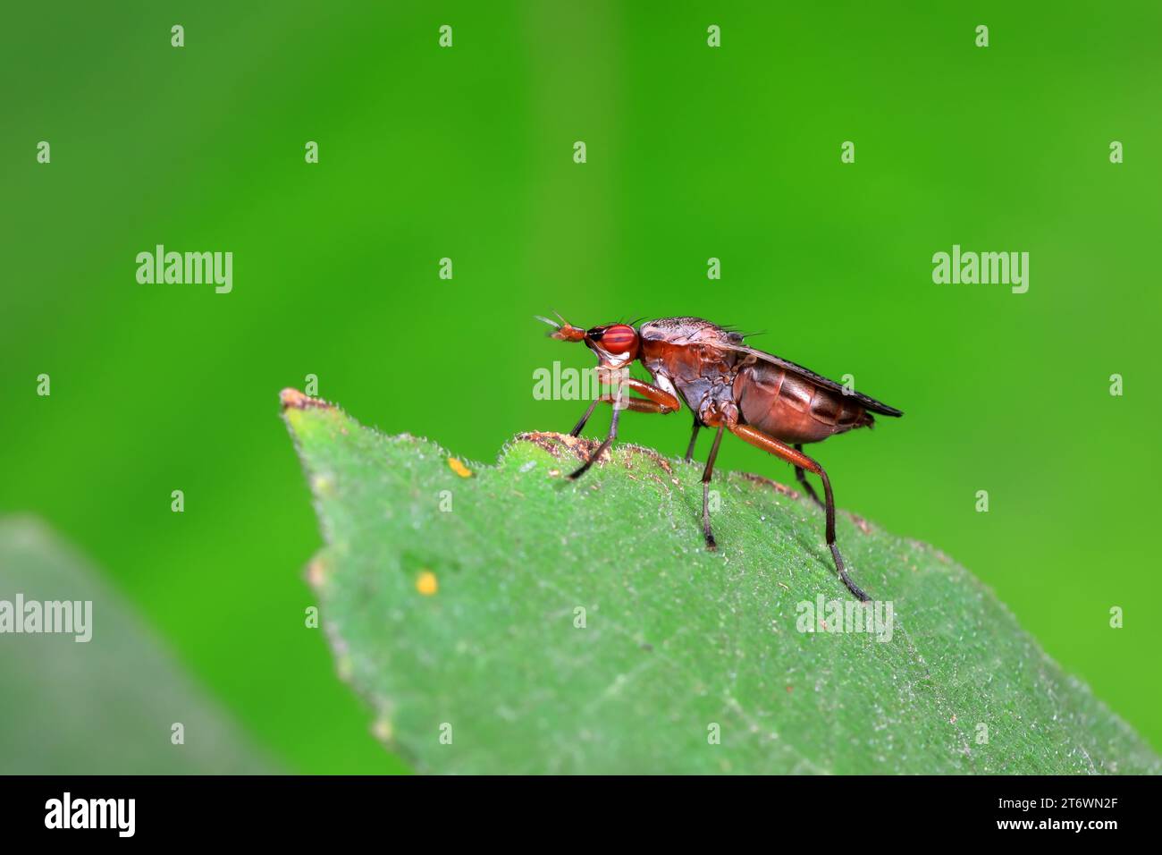 Flies on plants in the nature, North China Plain Stock Photo - Alamy