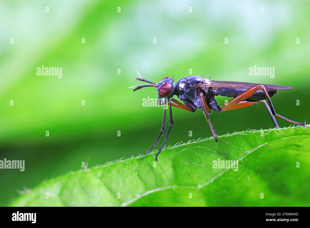 Flies on plants in the nature, North China Plain Stock Photo - Alamy