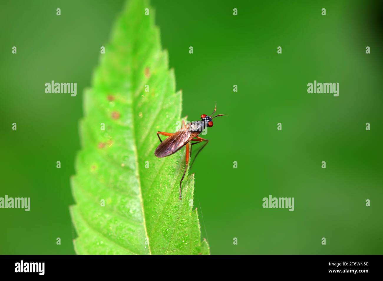 Flies on plants in the nature, North China Plain Stock Photo - Alamy