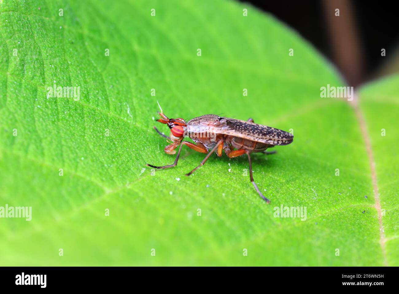 Flies on plants in the nature, North China Plain Stock Photo - Alamy