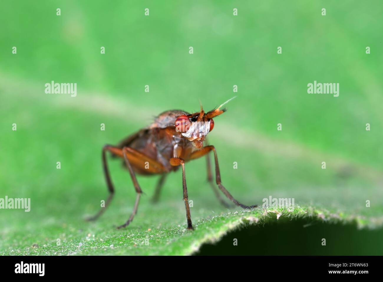 Flies on plants in the nature, North China Plain Stock Photo - Alamy