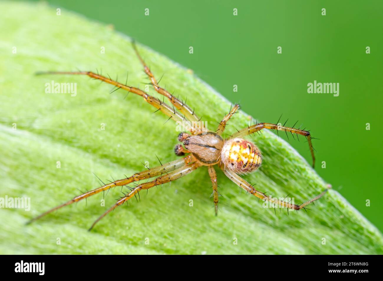 Spiders on wild plants, North China Stock Photo - Alamy