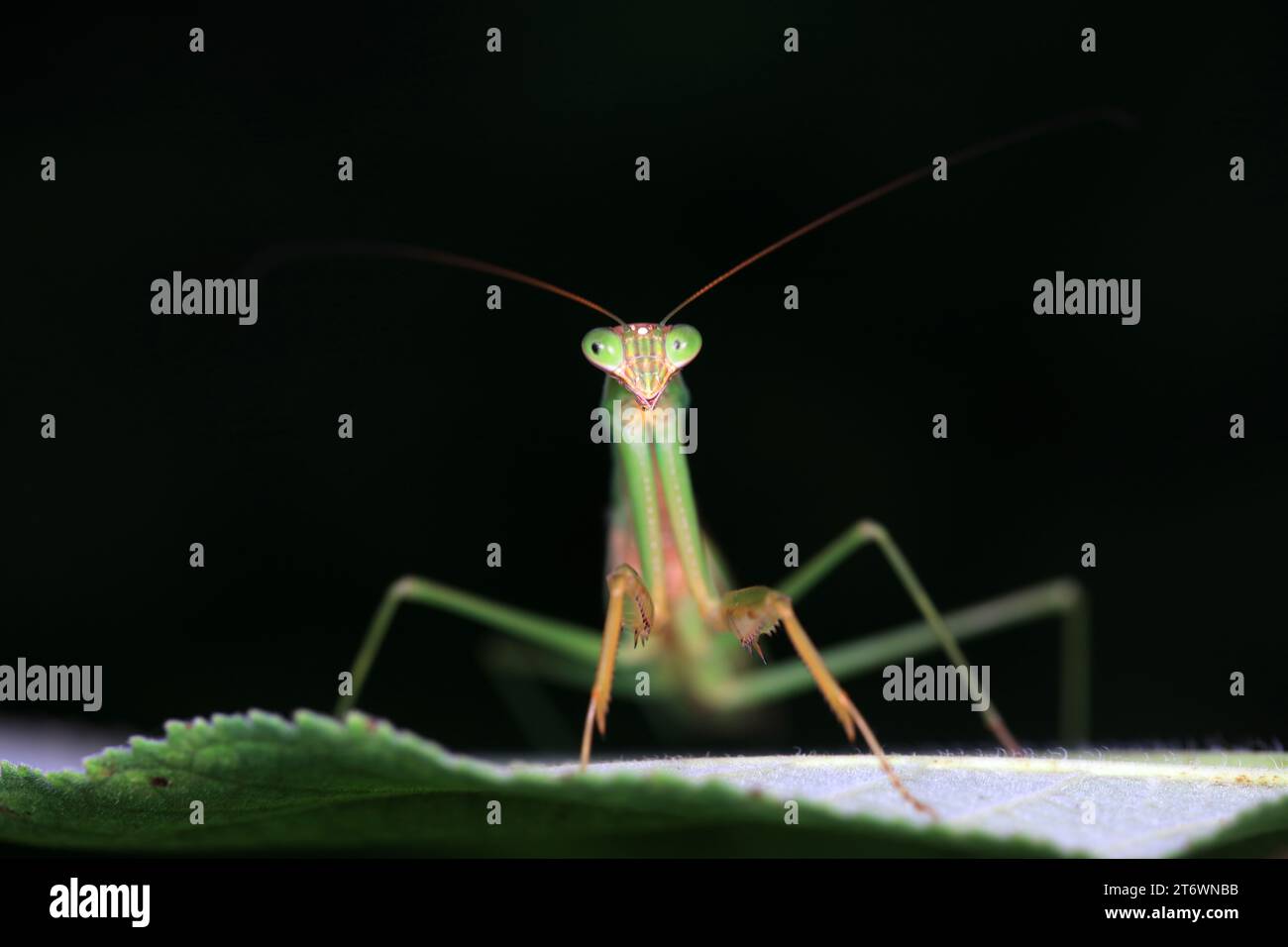 Mantis lives on weeds in the North China Plain Stock Photo - Alamy