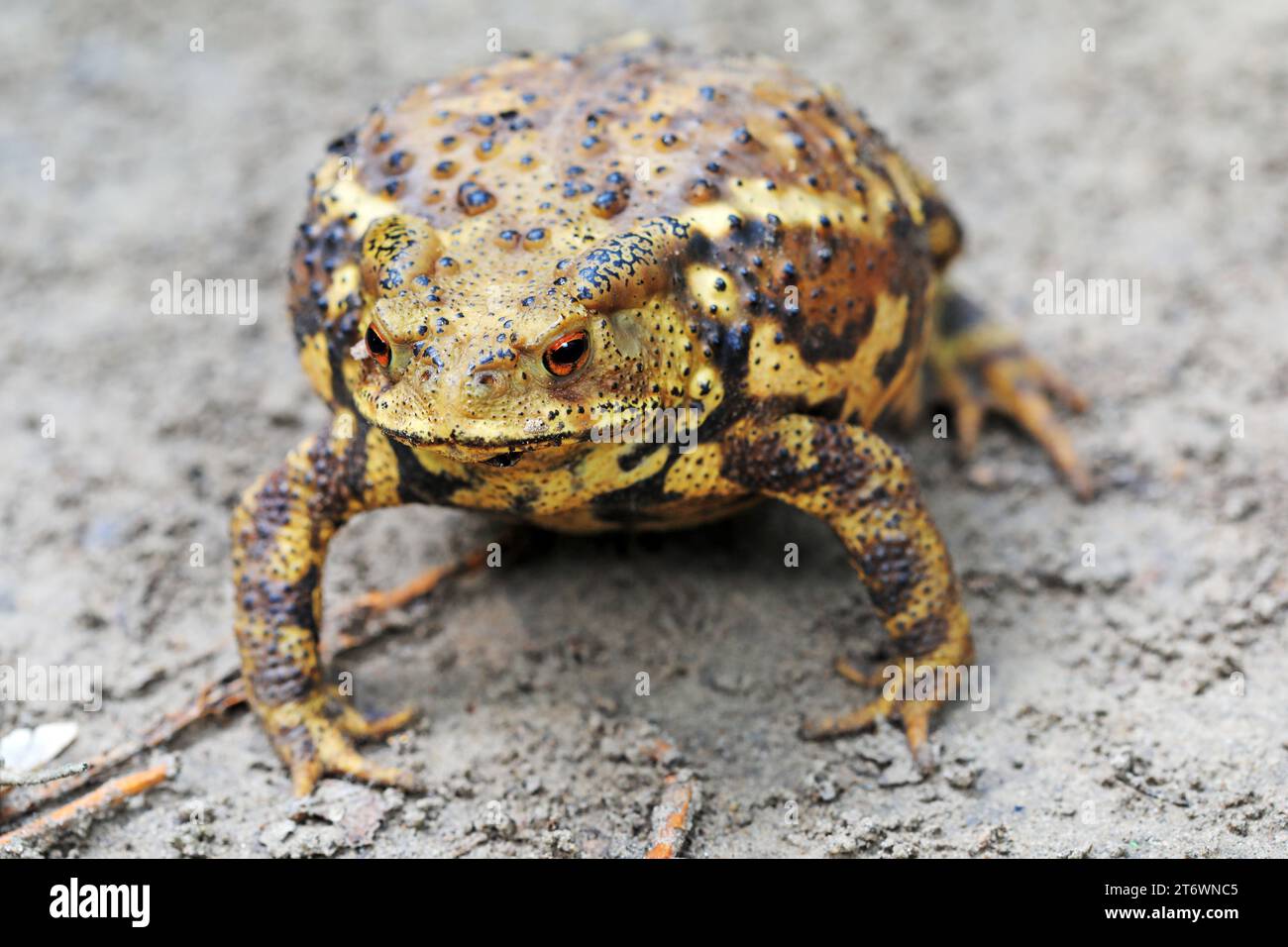 Ground toads hi-res stock photography and images - Alamy