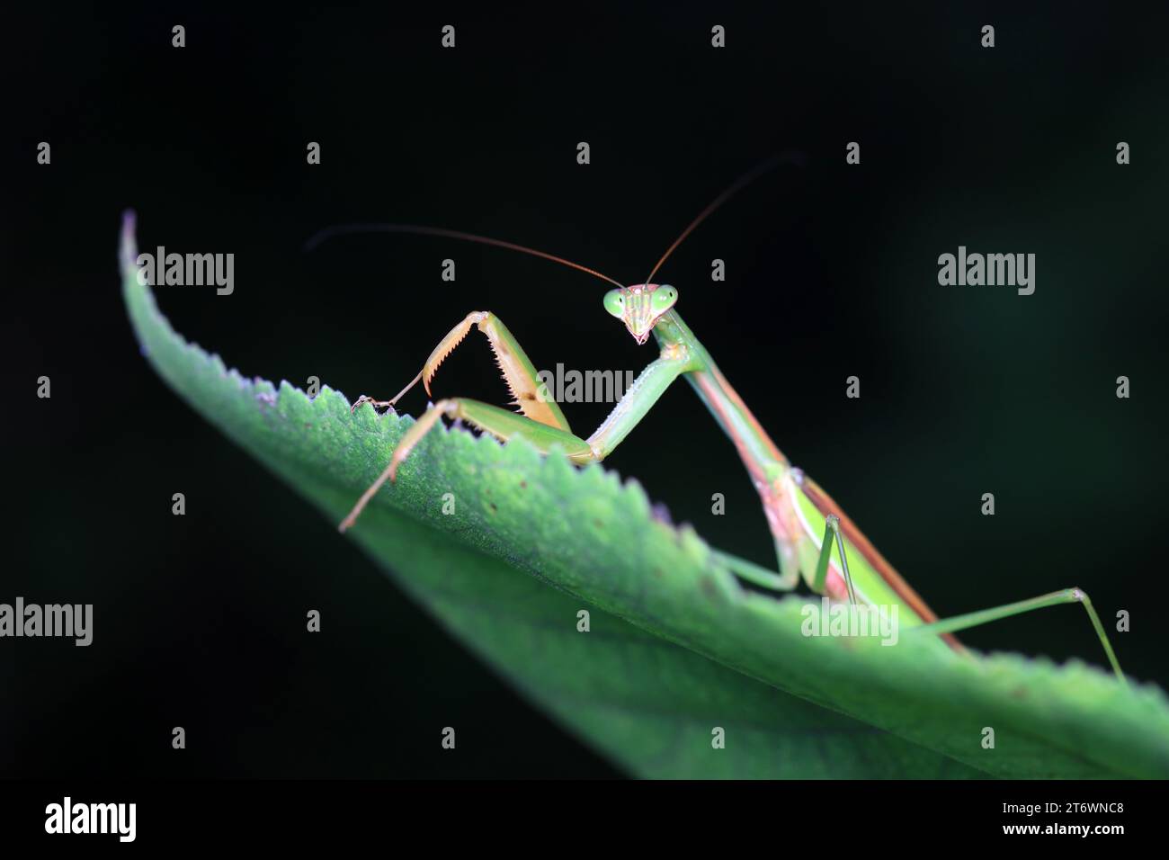 Mantis lives on weeds in the North China Plain Stock Photo - Alamy