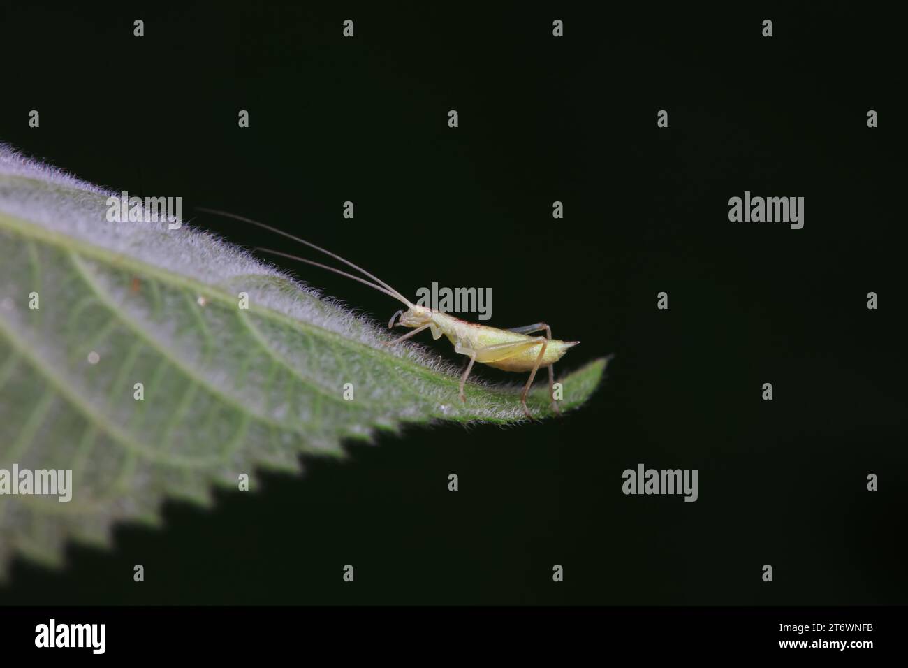 Tree crickets on wild plants, North China Stock Photo - Alamy