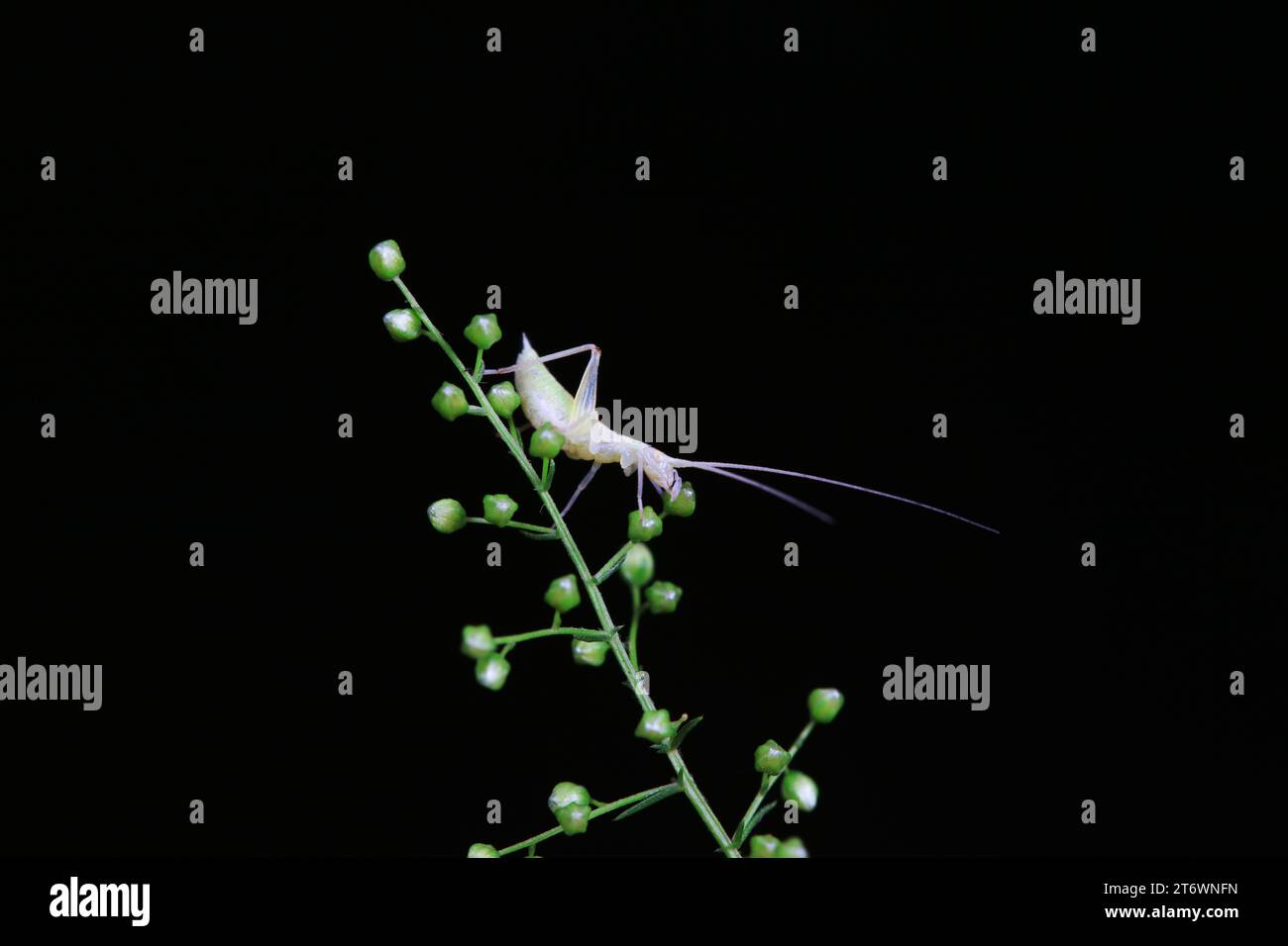 Tree crickets on green hi-res stock photography and images - Alamy