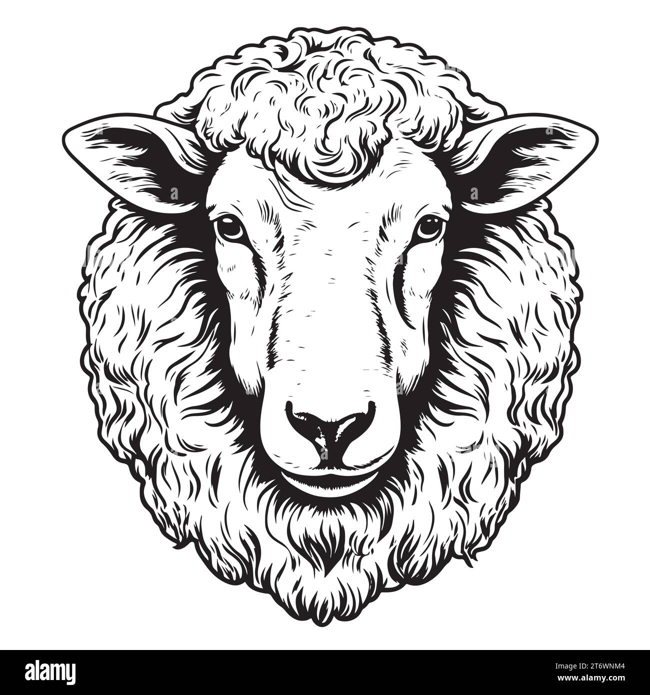 Front view sketch style portrait of domestic farm sheep, vector ...