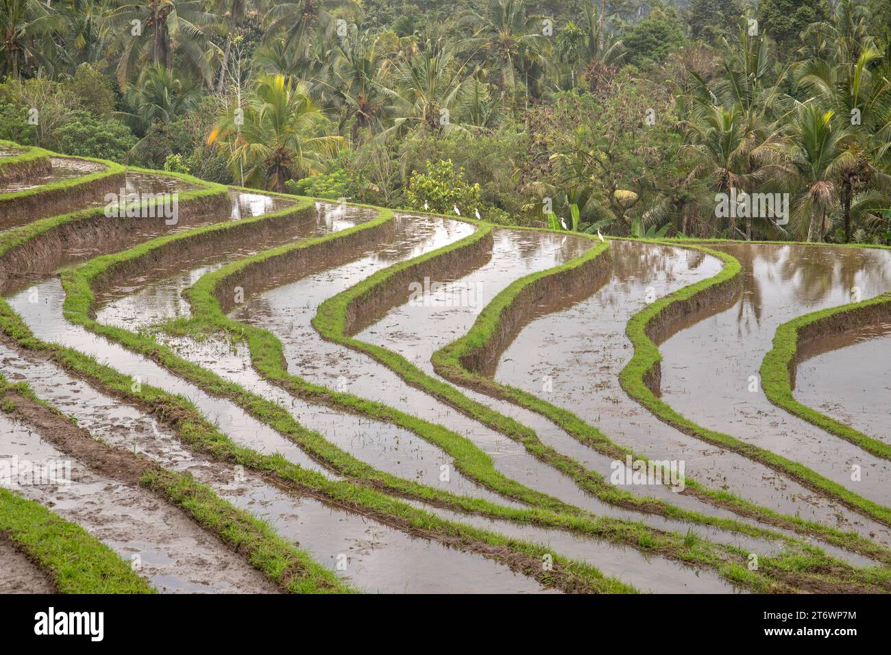 Rice terrace view in Blimbing and Pupuan. Beautiful rolling fields in ...