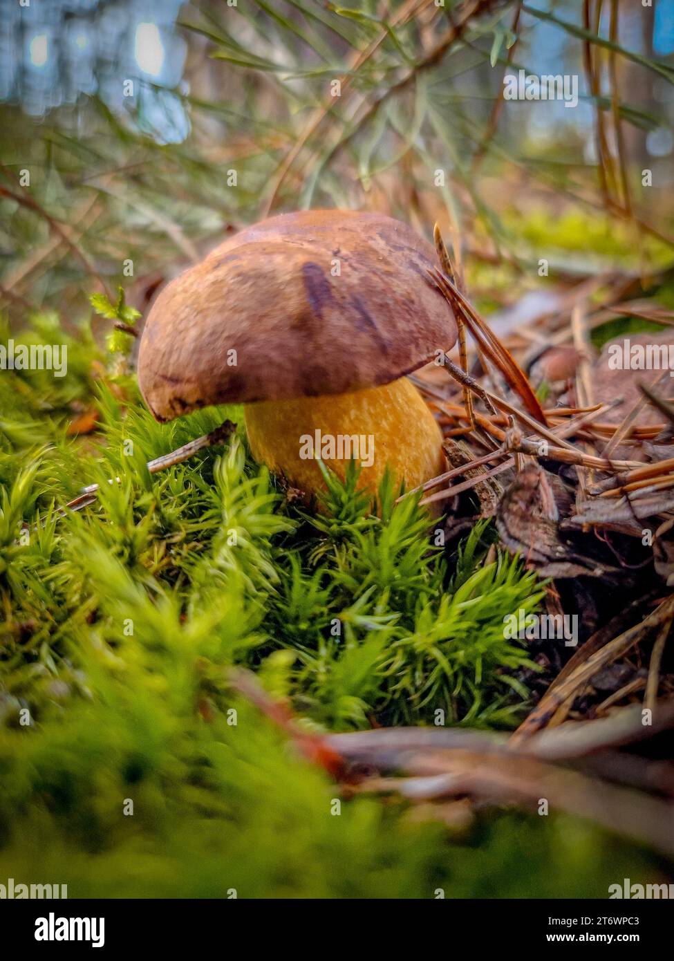 Autumn mushroom - brown bolete in Polish forests Stock Photo - Alamy