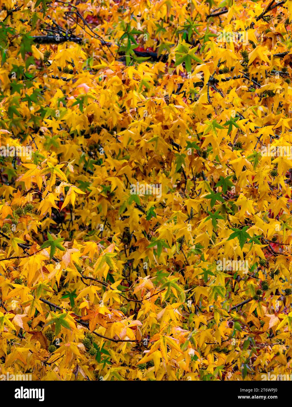 Golden lieves in autumn. Natural background Stock Photo - Alamy