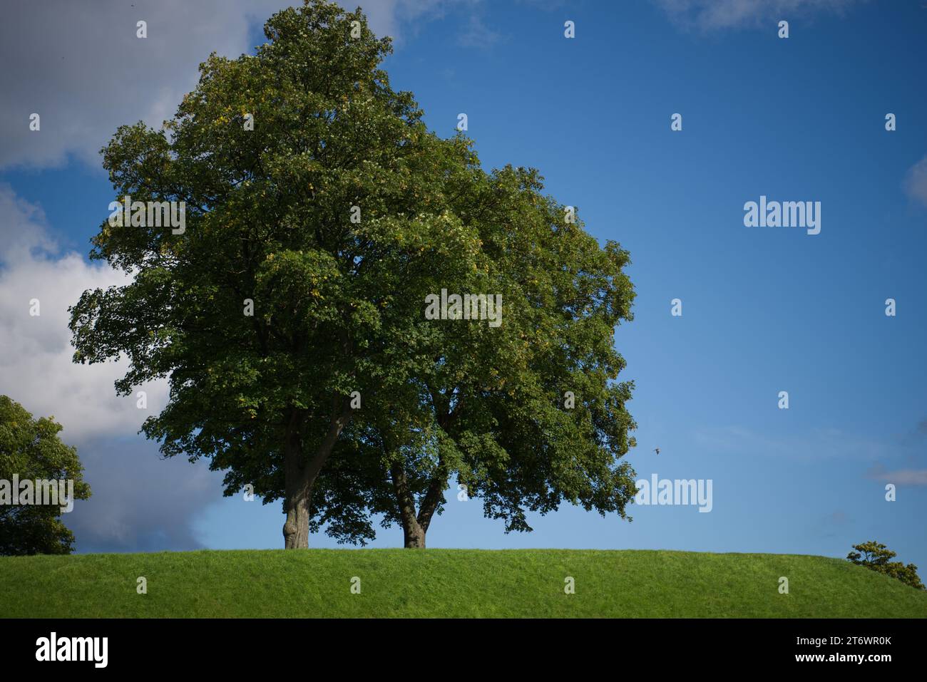 Forar i parken hi-res stock photography and images - Alamy