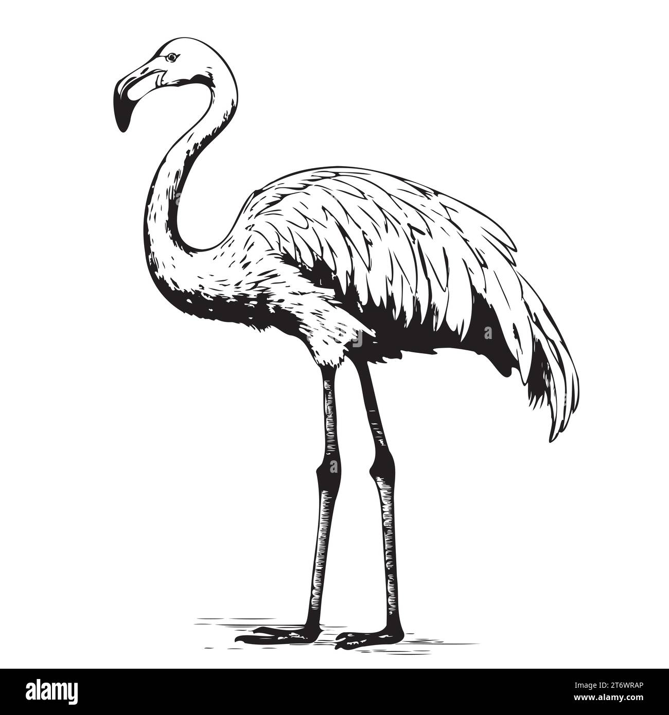 flamingo hand drawn vector illustration realistic sketch Tropic Stock ...