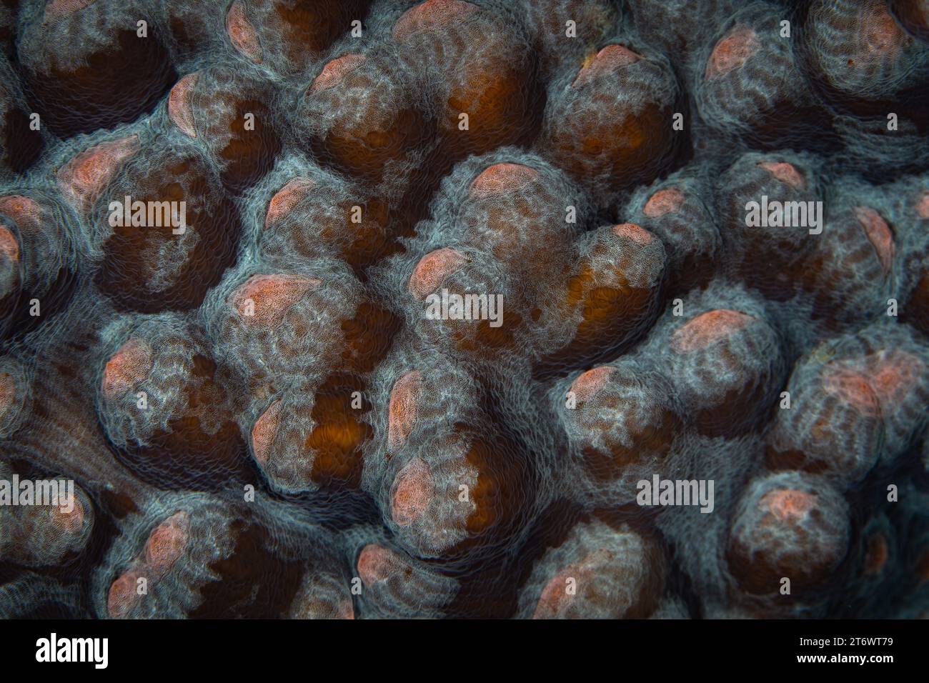 Detail of coral polyps on a diverse reef in Indonesia. Each coral polyp ...