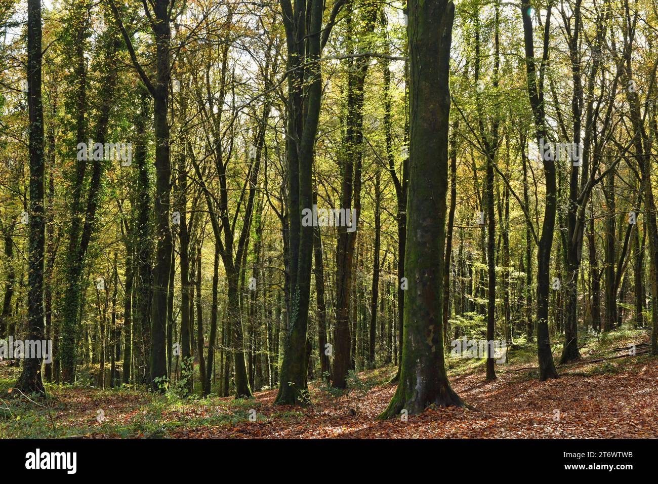 Many good footpaths hi-res stock photography and images - Alamy