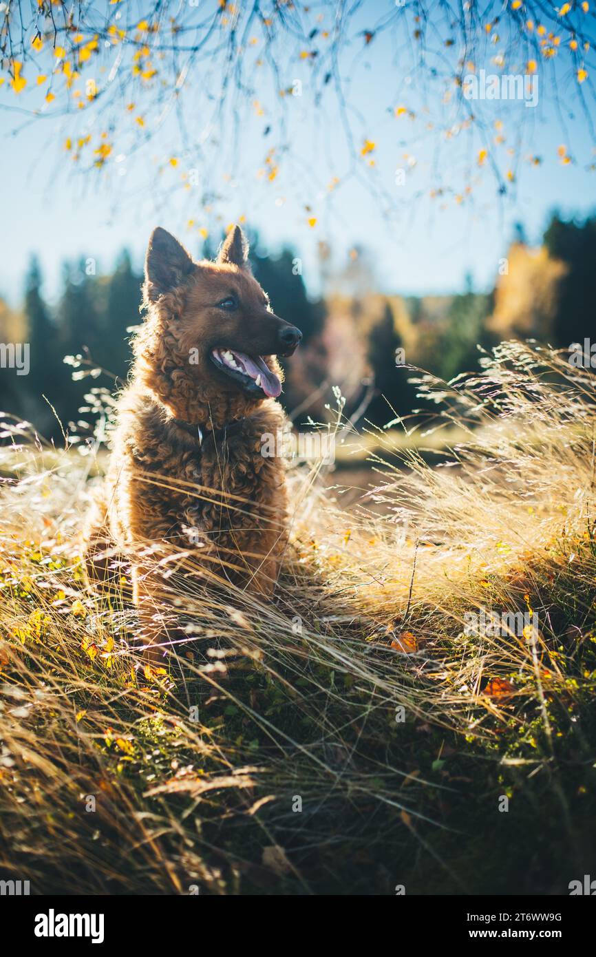Old German Sheepdog (Westerwälder Kuhhund Stock Photo - Alamy
