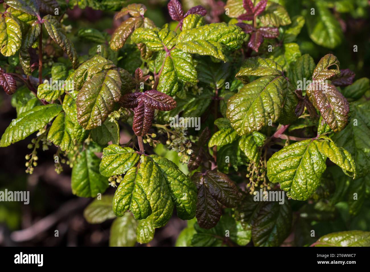 Closeup, Poison Oak (Toxicodendron diversilobum), leaves and berries ...