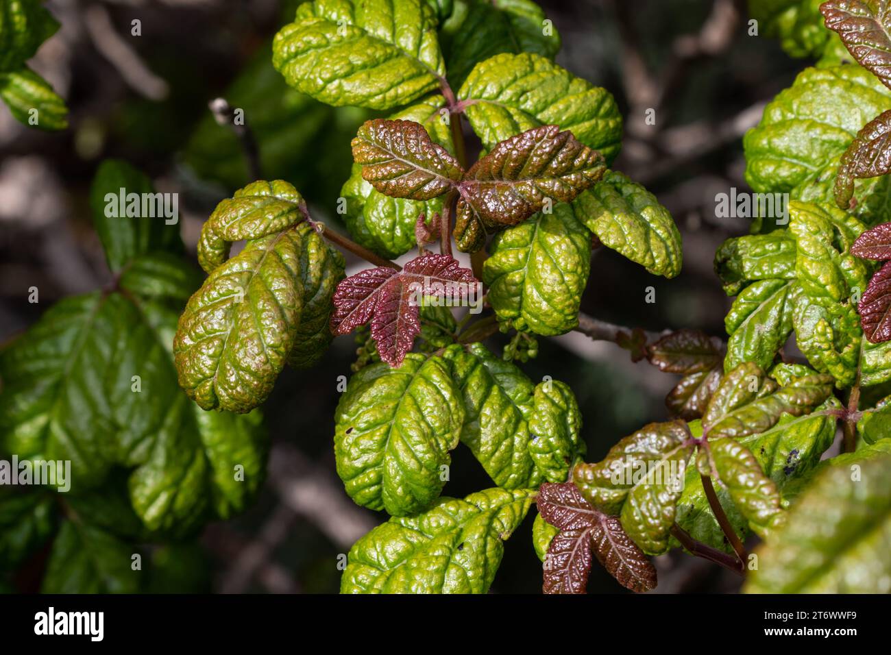 Closeup, Poison Oak (Toxicodendron diversilobum), leaves and berries ...