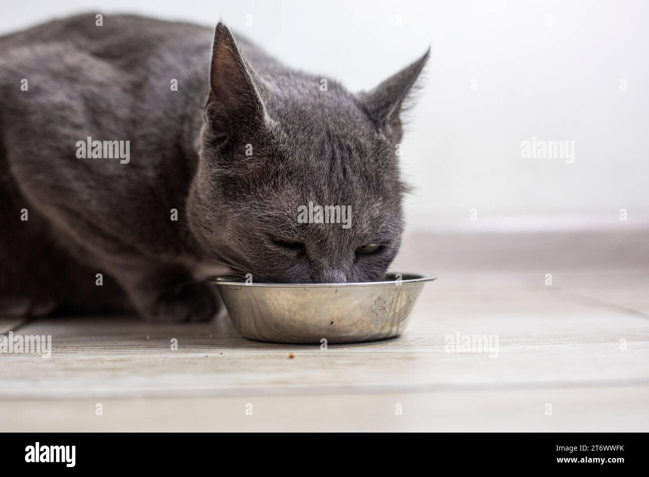 American Burmese cat eats dry food in the kitchen. pet care Stock Photo ...