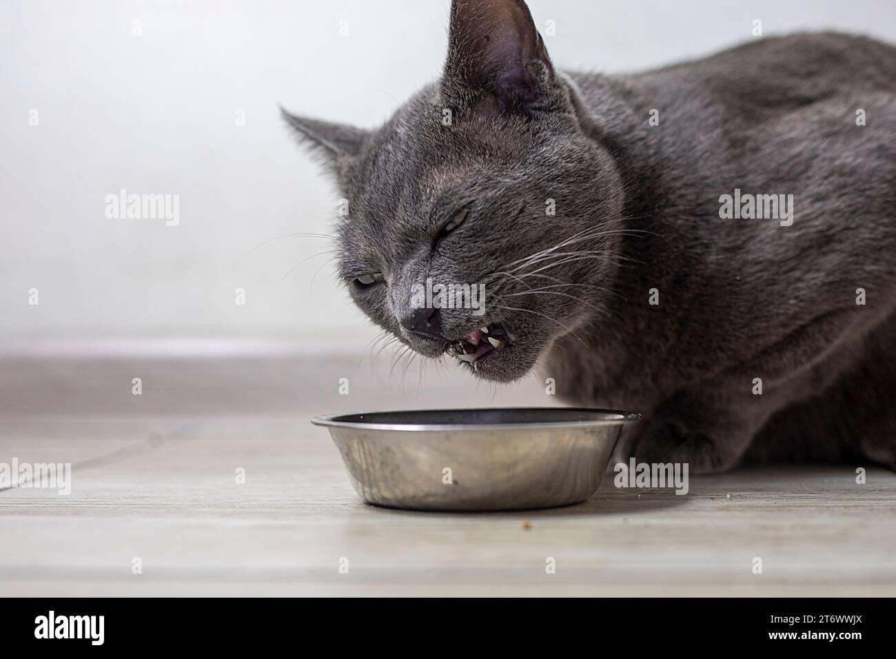 American Burmese cat chews dry food from his bowl in the kitchen. pet ...