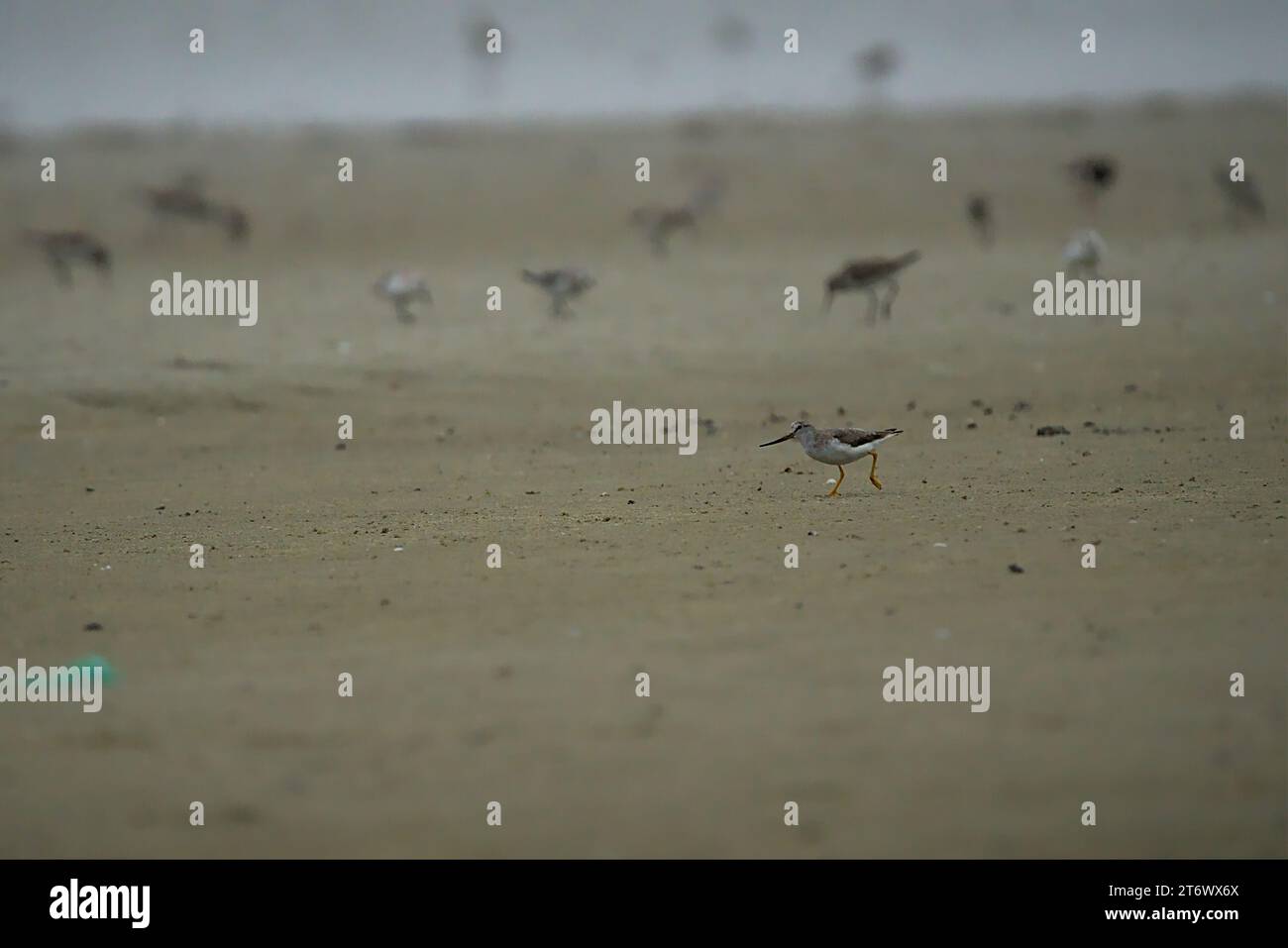 Long Shot of Terek Sand piper in a sea shore of Tamil Nadu Stock Photo ...