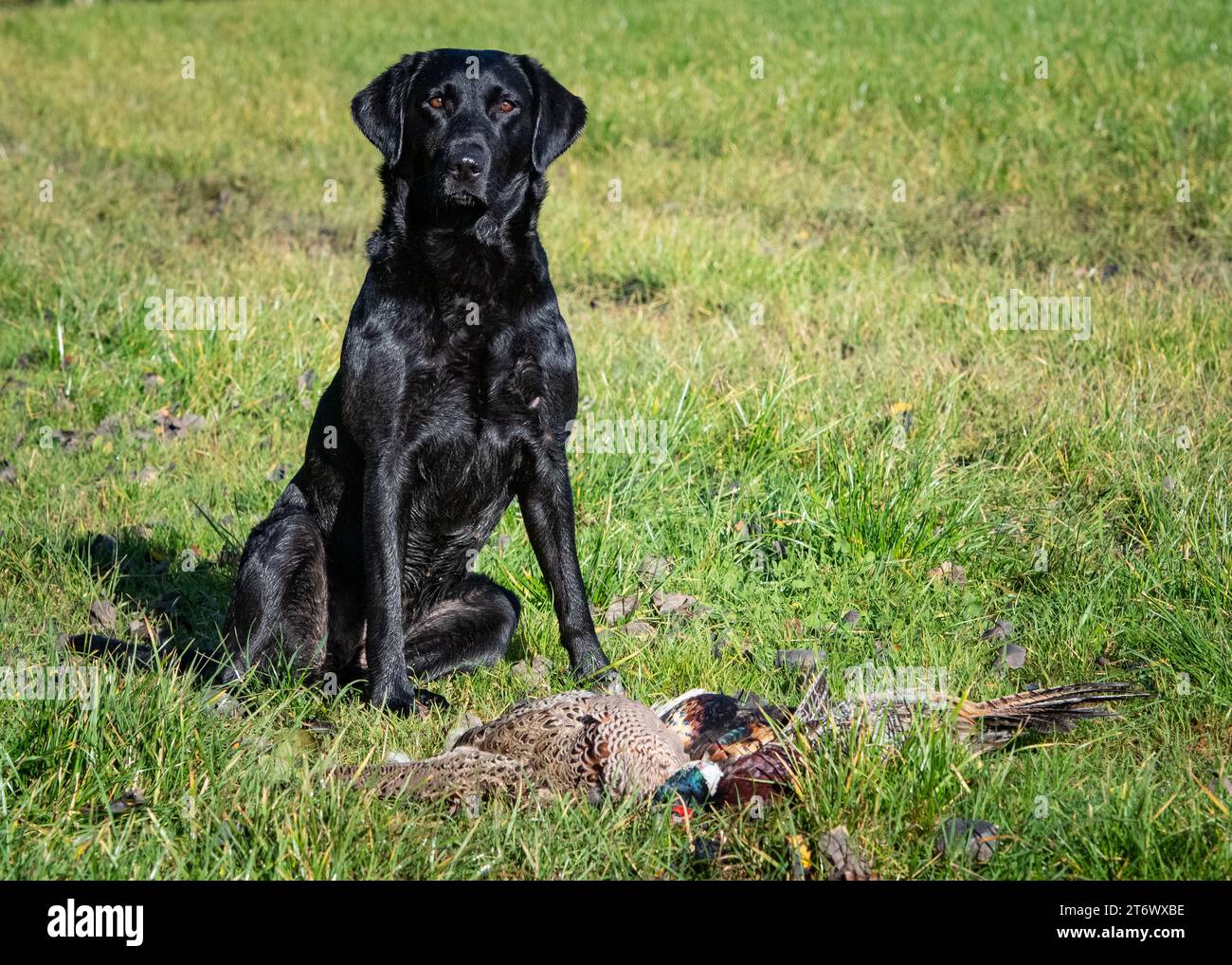 Labrador gundog with pheasant (Phasianus colchicus) during a winter ...