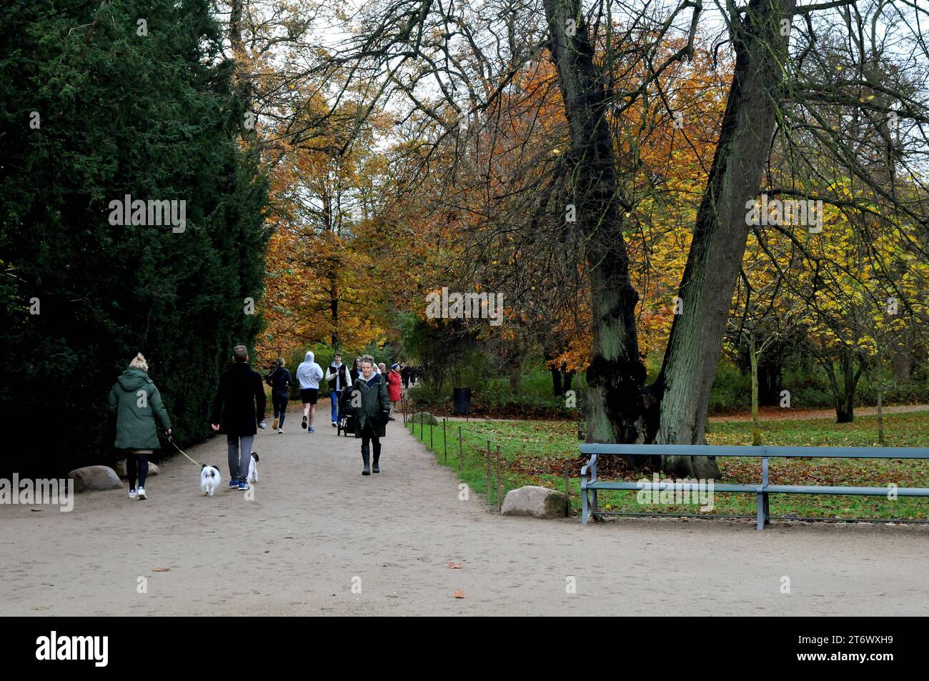 Copenhagen, Denmark /12 November 2023/Fall colour leaves and trees ...
