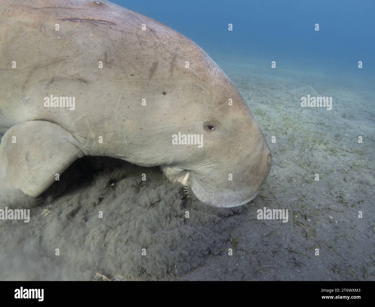 Dugong dugon feeding hi-res stock photography and images - Alamy