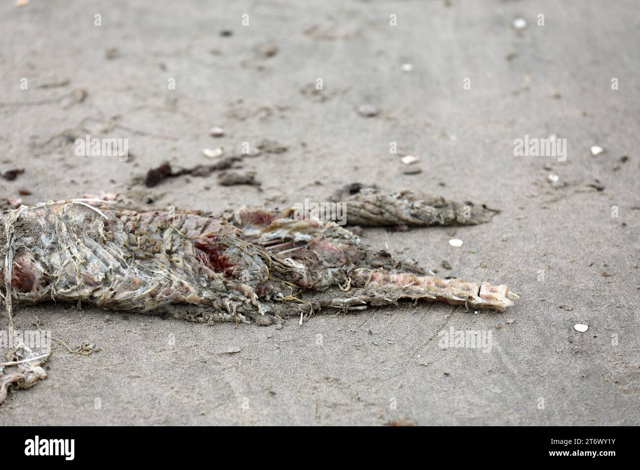 Dead animal on the beach in the sand Stock Photo - Alamy