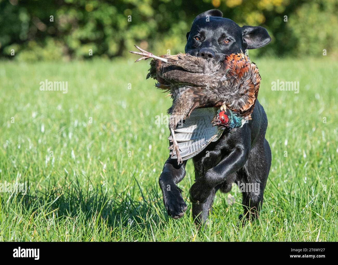 Labrador gundog with pheasant (Phasianus colchicus) during a winter ...