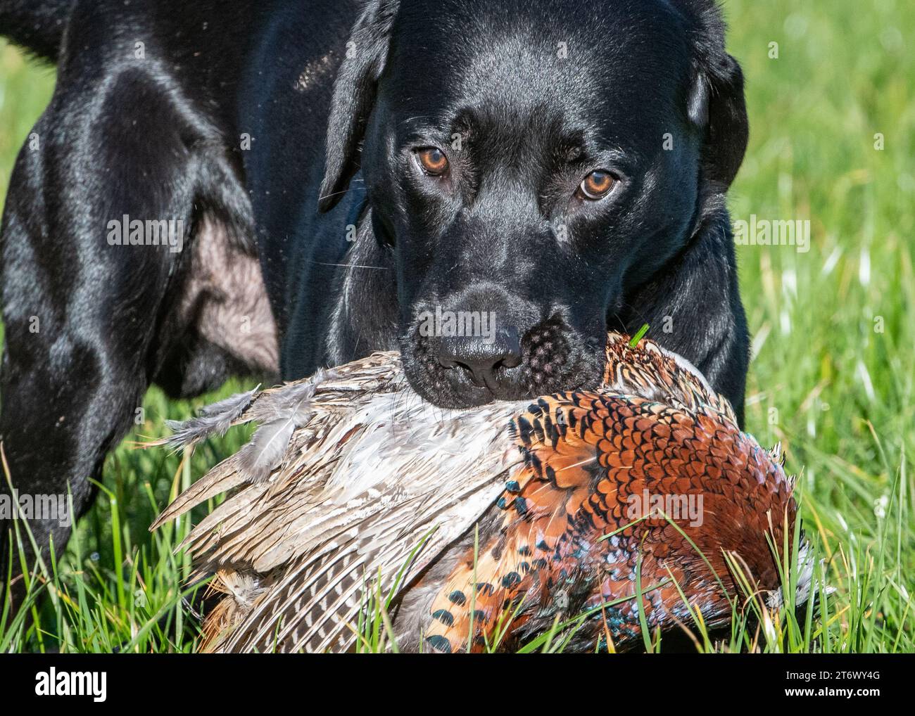 Labrador gundog with pheasant (Phasianus colchicus) during a winter ...