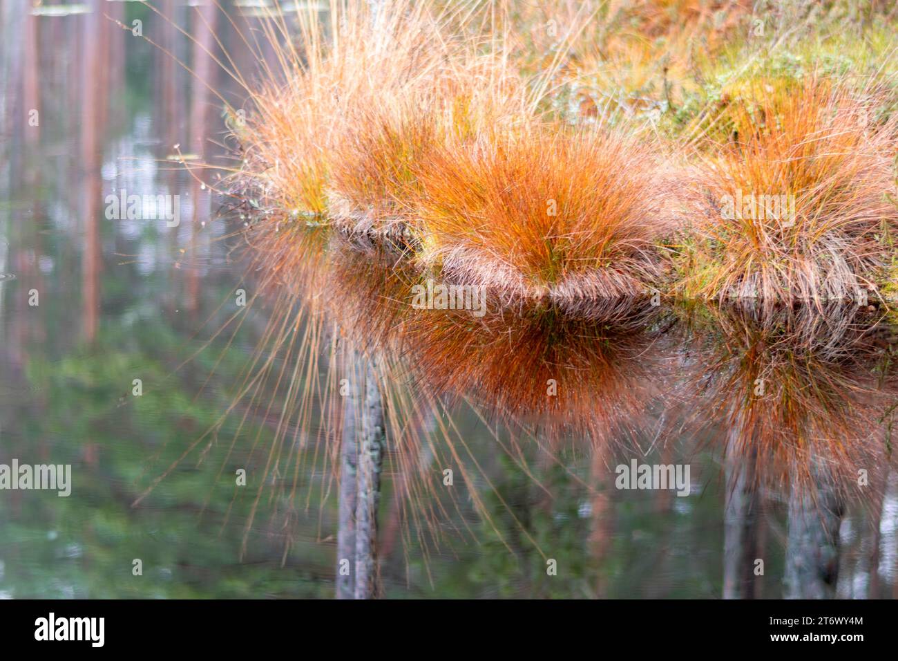 reflections of different leaves, grass, sand in the dark water of the ...