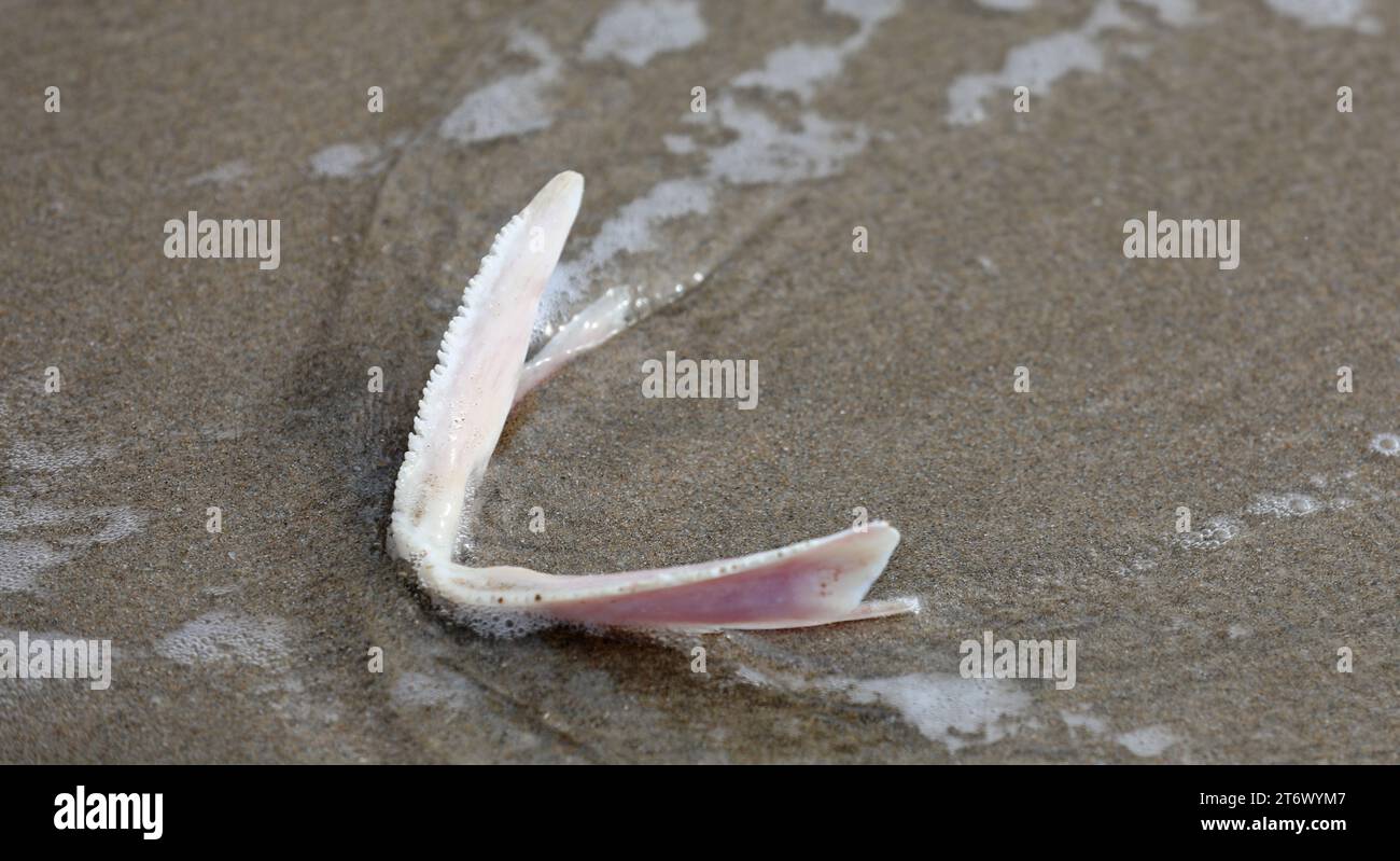 Dead animal on the beach in the sand Stock Photo - Alamy