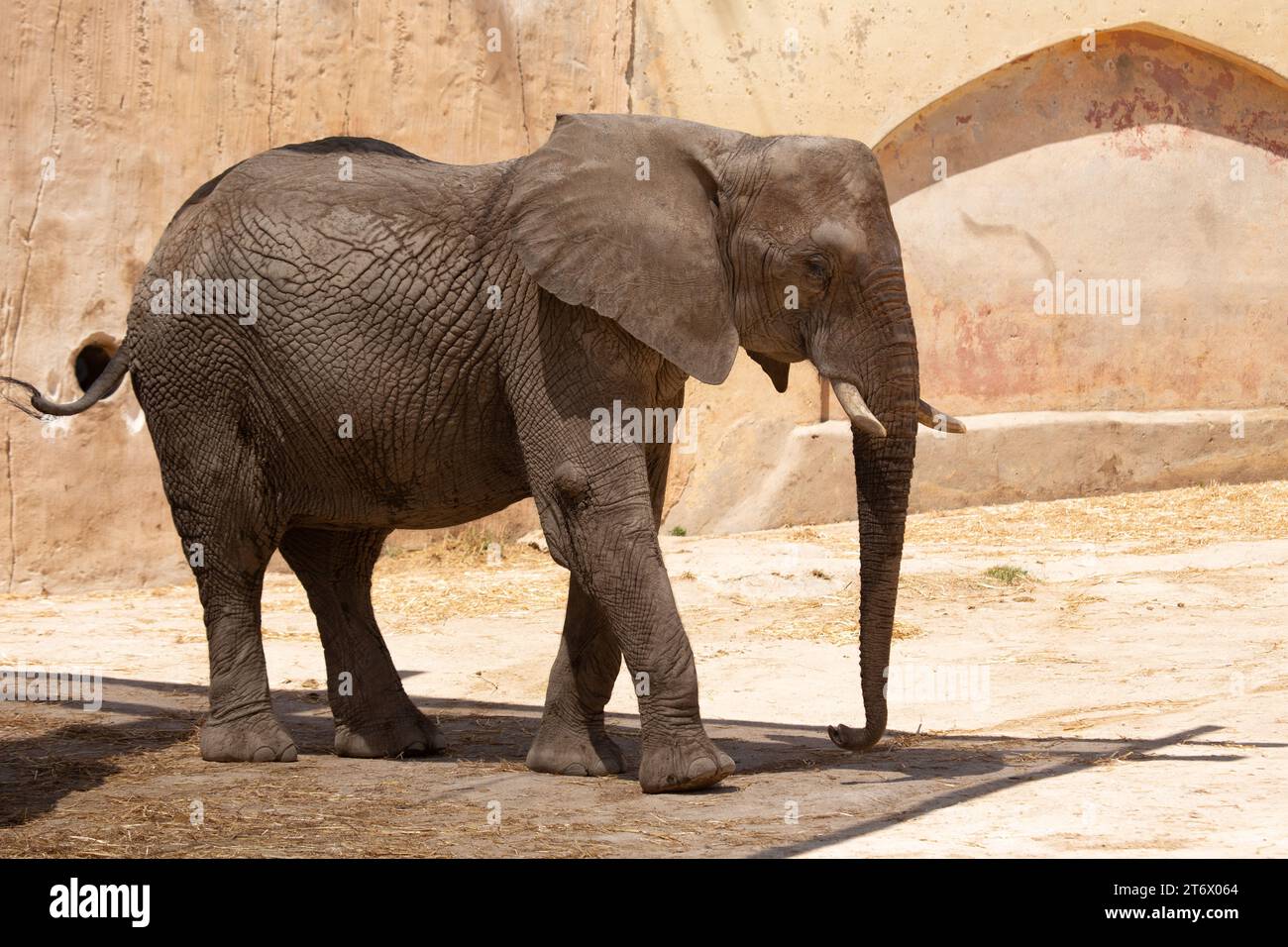 The Asian elephant (Elephas maximus indicus) is a large, endangered ...