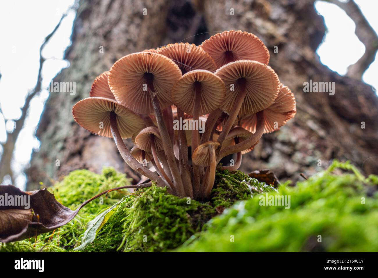Baumpilz im wald hi-res stock photography and images - Alamy