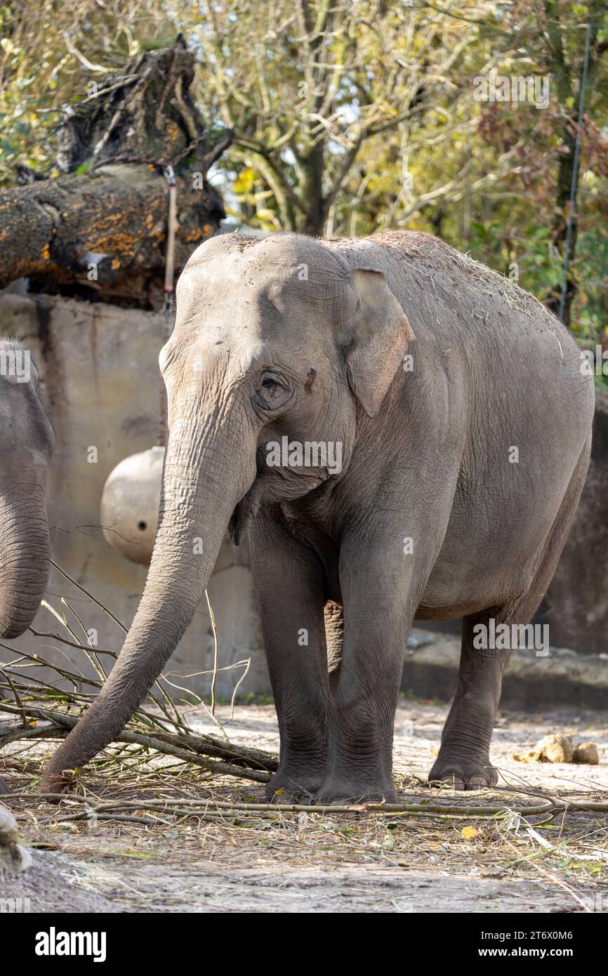 The Asian elephant (Elephas maximus indicus) is a large, endangered ...