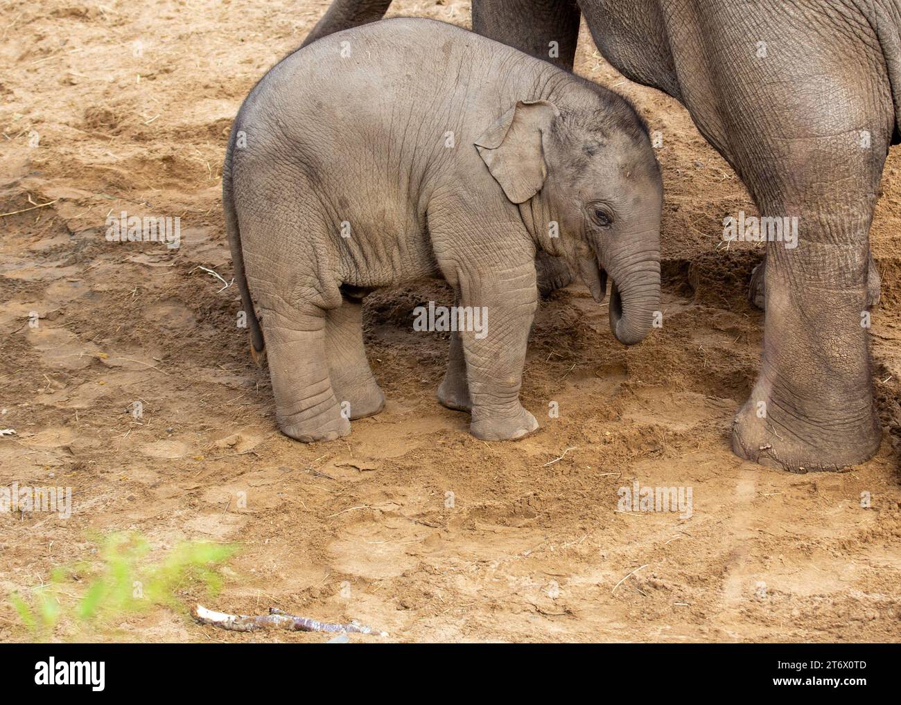 The Asian elephant (Elephas maximus indicus) is a large, endangered ...