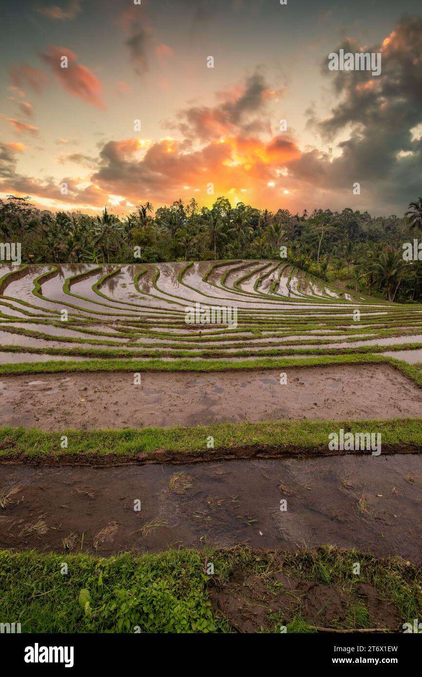 Rice terrace view in Blimbing and Pupuan. Beautiful rolling fields in ...