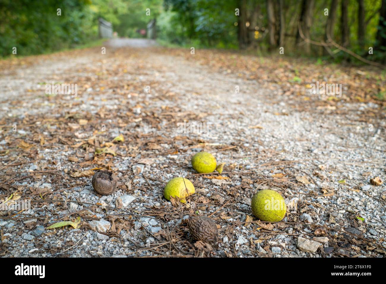 pecan nuts on Katy Trail near McKittrick, Missouri, in early fall ...