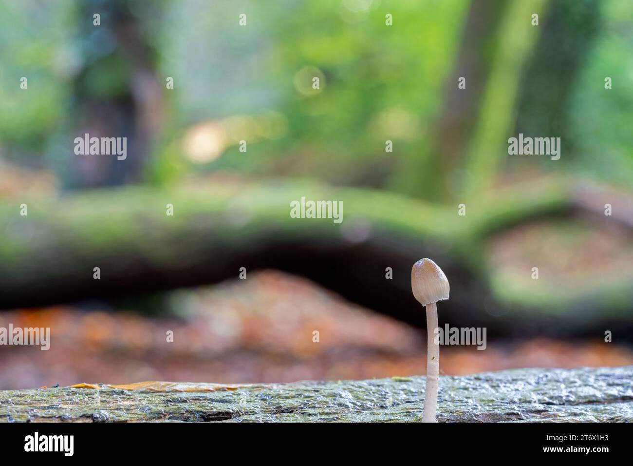Single tiny fungi in the woodland on Southampton Common Stock Photo - Alamy