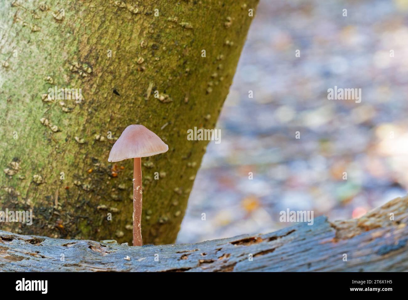 Single tiny fungi in the woodland on Southampton Common Stock Photo - Alamy