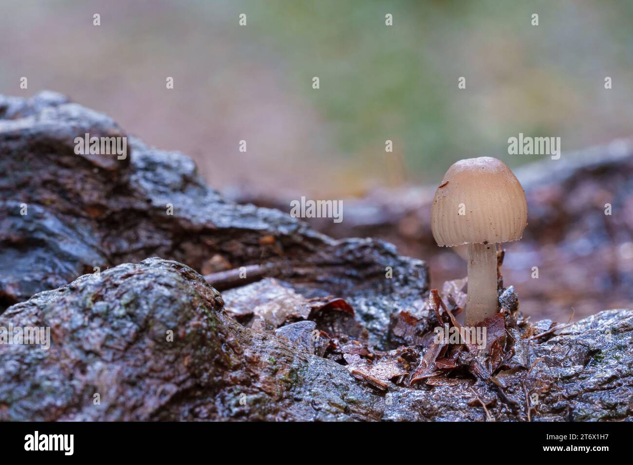 Single tiny fungi in the woodland on Southampton Common Stock Photo - Alamy