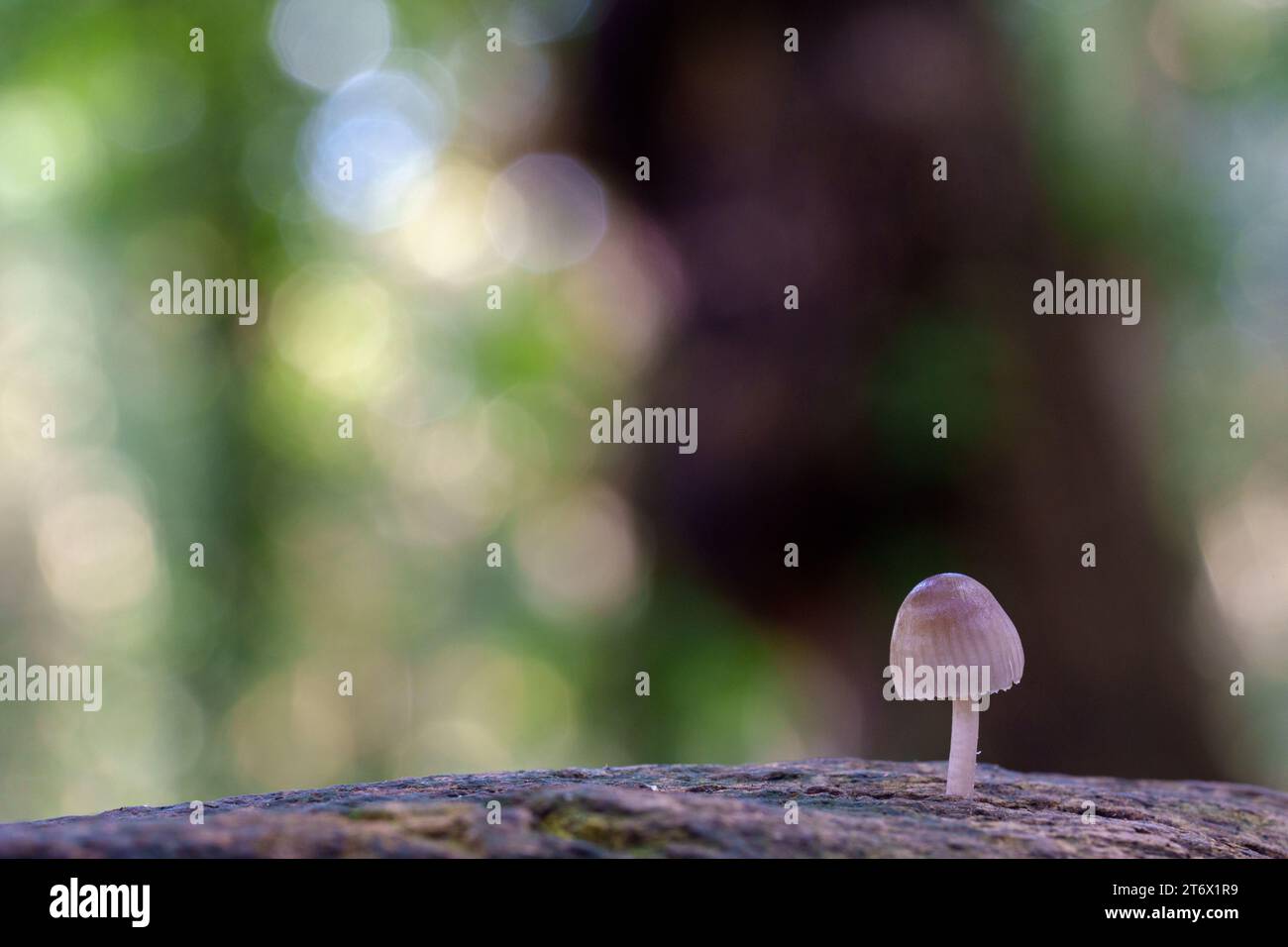 Single tiny fungi in the woodland on Southampton Common Stock Photo - Alamy
