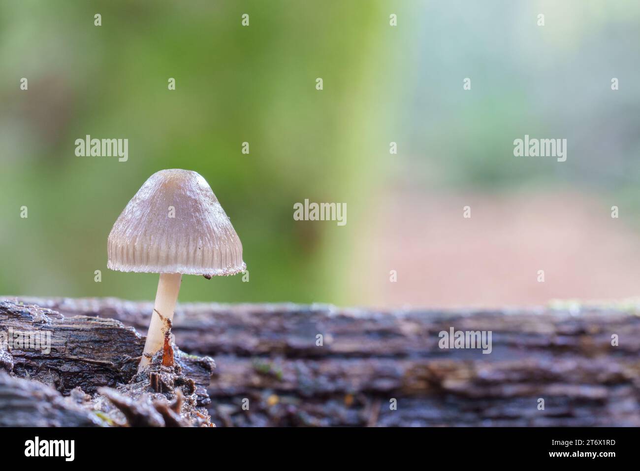 Single tiny fungi in the woodland on Southampton Common Stock Photo - Alamy