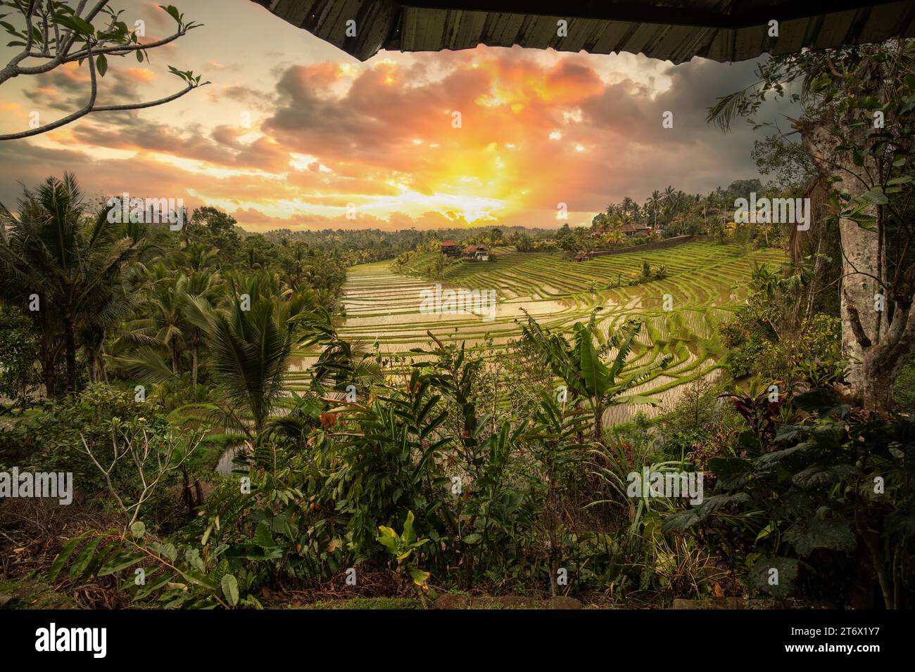 Rice terrace view in Blimbing and Pupuan. Beautiful rolling fields in ...