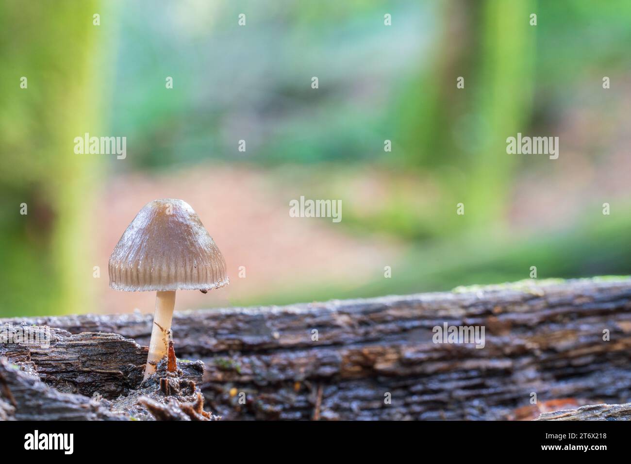 Single tiny fungi in the woodland on Southampton Common Stock Photo - Alamy