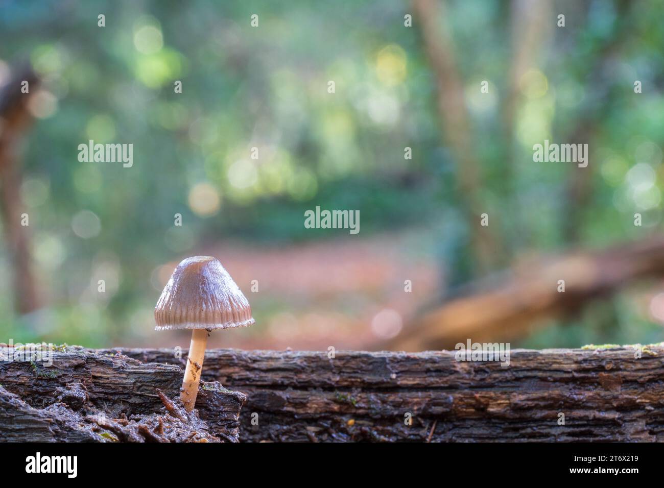 Single tiny fungi in the woodland on Southampton Common Stock Photo - Alamy