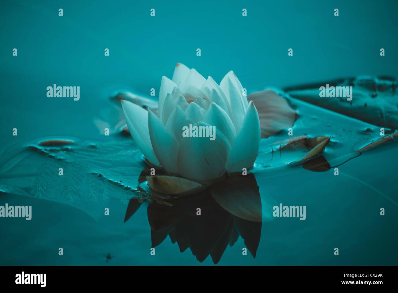 A single water lily is pictured floating in a still body of water, its ...